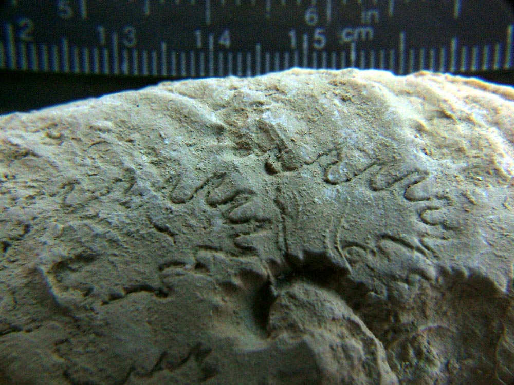 Fotografías destacadas - Ammonoid suture - Turmiel (Guadalajara)